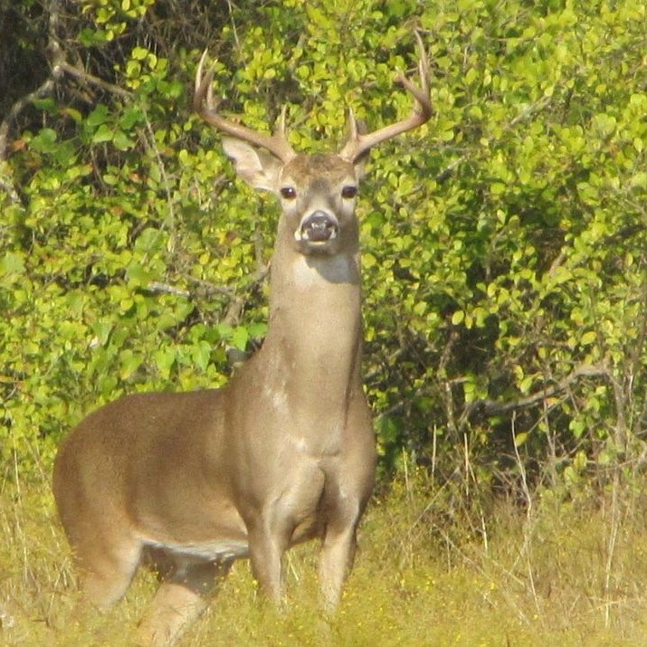 Hunting - Fort Cavazos - iSportsman
