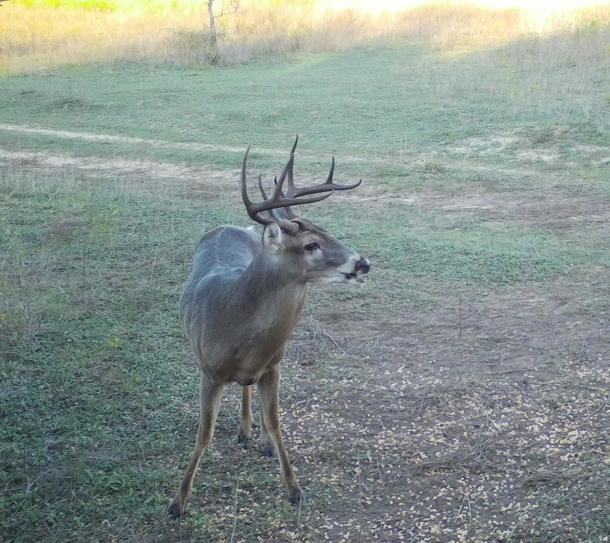 Deer - Fort Cavazos - iSportsman